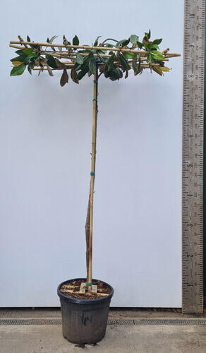 Parasol Trees for Sale. Roof Form Trees. Roof Shape Trees