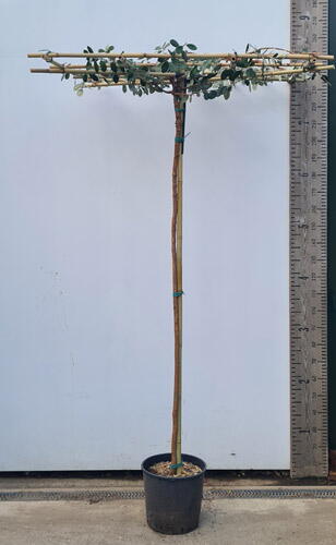 Parasol Trees for Sale. Roof Form Trees. Roof Shape Trees