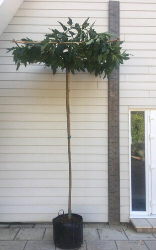 Parasol Trees for Sale. Roof Form Trees. Roof Shape Trees