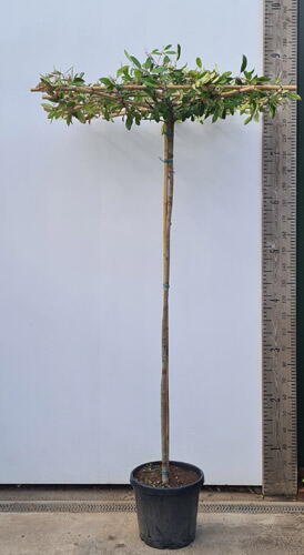 Parasol Trees for Sale. Roof Form Trees. Roof Shape Trees