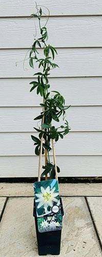 Passiflora Constance Elliott Passion Flower White Flowering