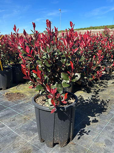 Photinia Fraseri Little Red Robin. Dwarf Red Robin Shrubs