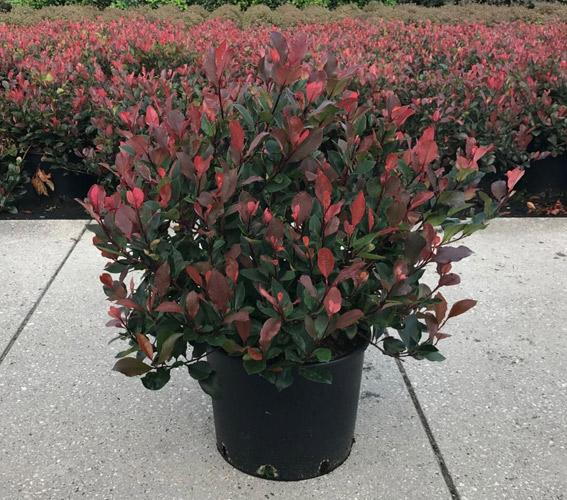 Photinia Fraseri Little Red Robin. Dwarf Red Robin Shrubs