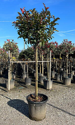 Photinia Fraseri Magical Volcano Christmas Berry Hedging
