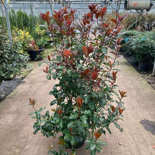 Photinia Fraseri Magical Volcano Christmas Berry Hedging