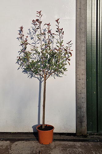 Photinia Fraseri Pink Marble Standard Tree. Photinia Topiary