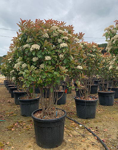 Photinia Fraseri Red Robin Crown Lifted Bonsai Tree Buy UK