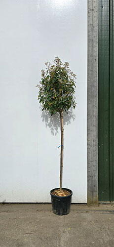 Photinia Red Robin. Photinia Full Standard Trees for sale UK