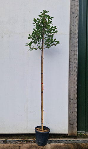 Photinia Red Robin. Photinia Full Standard Trees for sale UK