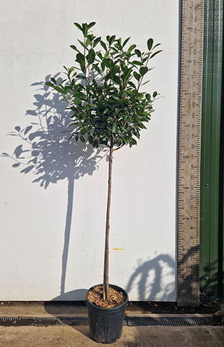 Photinia Red Robin. Photinia Full Standard Trees for sale UK