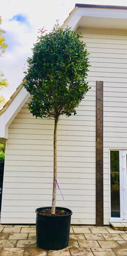 Photinia Red Robin. Photinia Full Standard Trees for sale UK