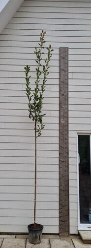 Photinia Red Robin. Photinia Full Standard Trees for sale UK