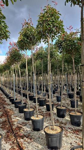 Photinia Red Robin. Photinia Full Standard Trees for sale UK