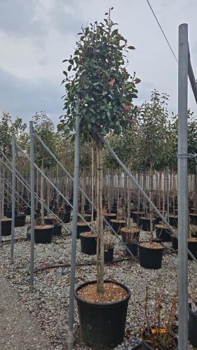 Photinia Red Robin. Photinia Full Standard Trees for sale UK