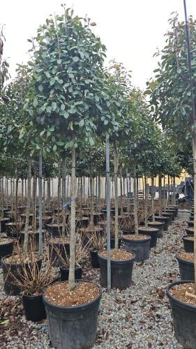 Photinia Red Robin. Photinia Full Standard Trees for sale UK