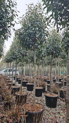 Photinia Red Robin. Photinia Full Standard Trees for sale UK