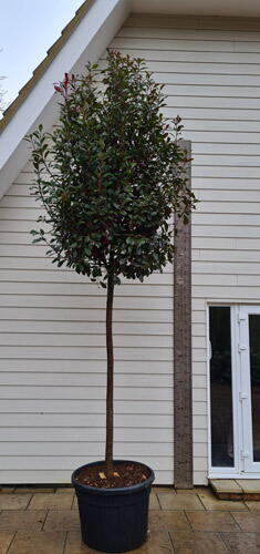 Photinia Red Robin. Photinia Full Standard Trees for sale UK