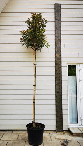 Photinia Red Robin. Photinia Full Standard Trees for sale UK