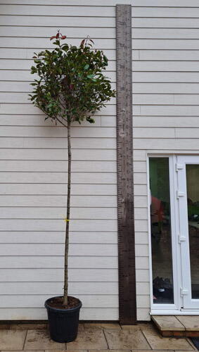 Photinia Red Robin. Photinia Full Standard Trees for sale UK