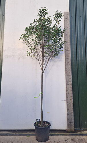 Photinia Red Robin. Photinia Full Standard Trees for sale UK