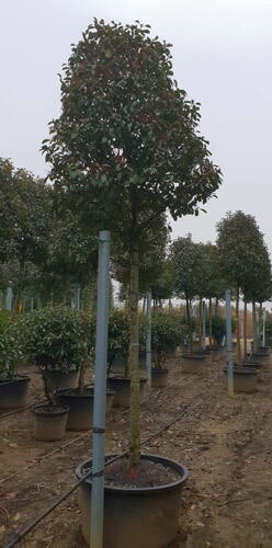 Photinia Red Robin. Photinia Full Standard Trees for sale UK