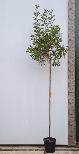 Photinia Red Robin. Photinia Full Standard Trees for sale UK