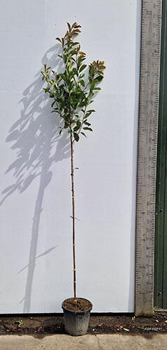 Photinia Red Robin. Photinia Full Standard Trees for sale UK