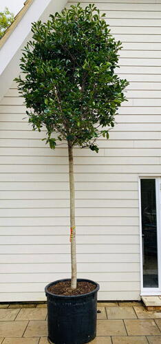 Photinia Red Robin. Photinia Full Standard Trees for sale UK