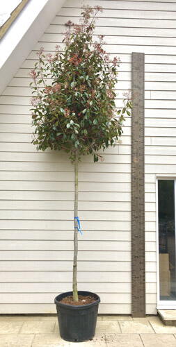 Photinia Red Robin. Photinia Full Standard Trees for sale UK