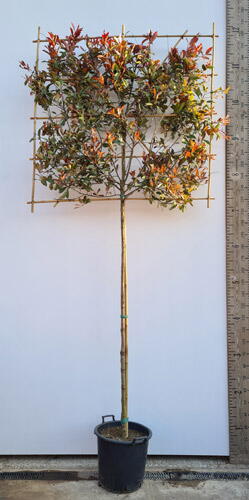 Photinia Fraseri Pink Marble Cassini Pleached Trees UK