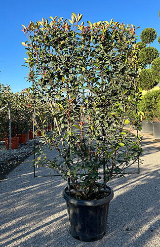 Photinia Red Robin Compacta Photinia Red Robin Compact