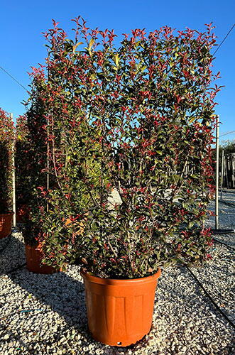 Photinia Red Robin Compacta Photinia Red Robin Compact