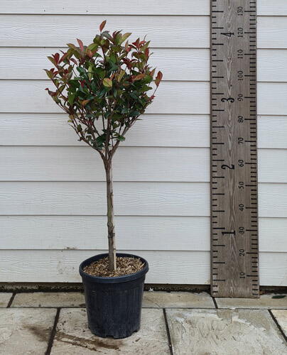 Photinia Red Robin Compacta Topiary Standard Trees for Sale