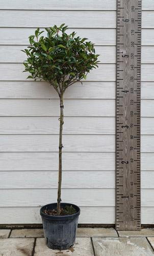 Photinia Red Robin Compacta Topiary Standard Trees for Sale