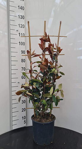 Photinia Red Robin on Frames for Screening. Instant Privacy