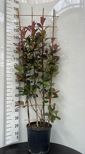 Photinia Red Robin on Frames for Screening. Instant Privacy