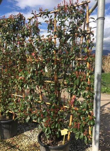 Photinia Red Robin on Frames for Screening. Instant Privacy
