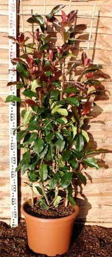 Photinia Red Robin on Frames for Screening. Instant Privacy