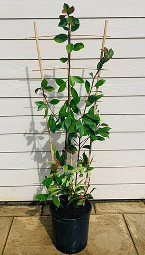 Photinia Red Robin on Frames for Screening. Instant Privacy