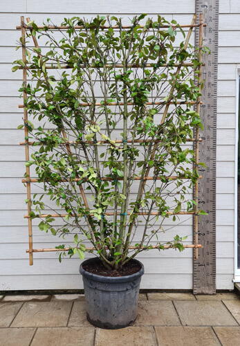 Photinia Red Robin on Frames for Screening. Instant Privacy