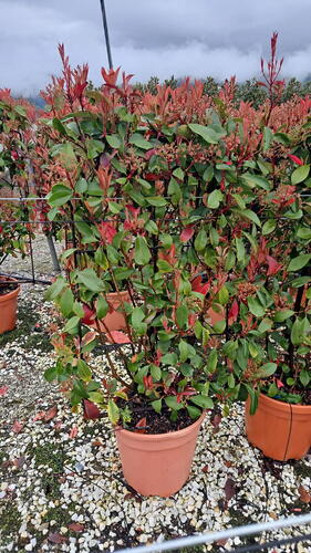 Photinia Red Robin on Frames for Screening. Instant Privacy