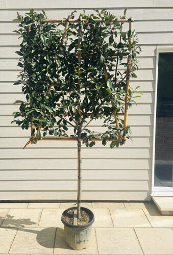 Photinia Red Robin Pleached Trees. Photinias Buy Online UK