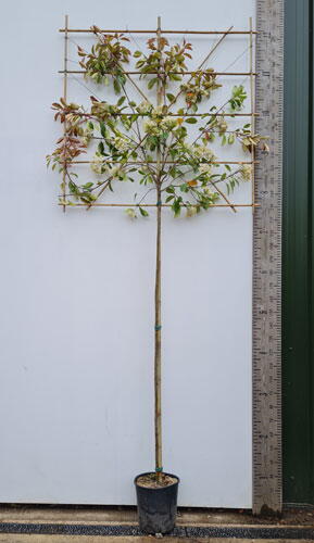 Photinia Red Robin Pleached Trees. Photinias Buy Online UK