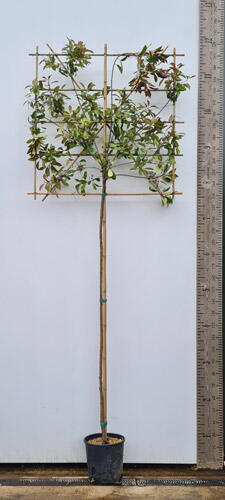 Photinia Red Robin Pleached Trees. Photinias Buy Online UK