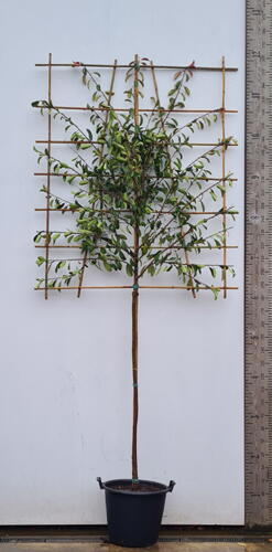 Photinia Red Robin Pleached Trees. Photinias Buy Online UK