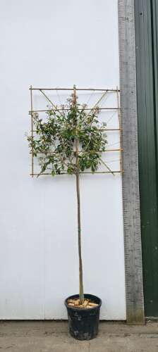 Photinia Red Robin Pleached Trees. Photinias Buy Online UK