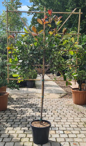 Photinia Red Robin Pleached Trees. Photinias Buy Online UK