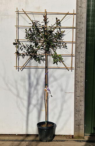 Photinia Red Robin Pleached Trees. Photinias Buy Online UK