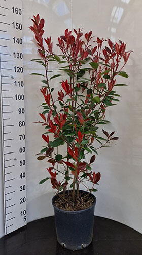 Photinia Red Robin Hedge. Red Robin Hedging Online UK & IRL