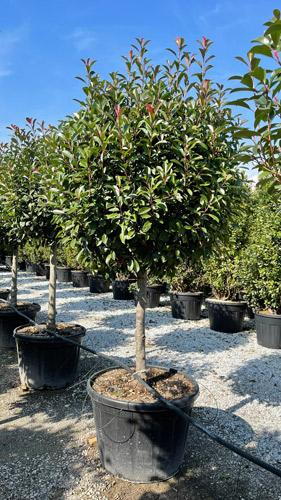 Photinia Red Robin Half Standard Tree for sale UK & Ireland
